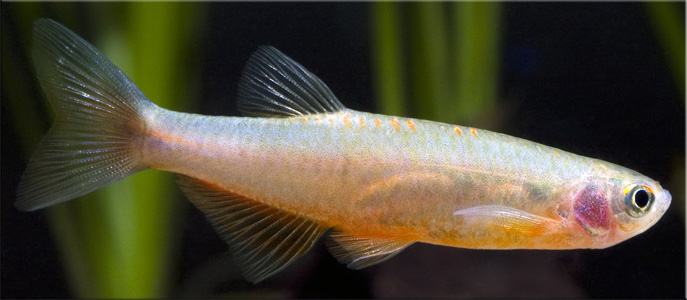 Данио (Danio) - Рыбы - Каталог статей - Прошло три дня...